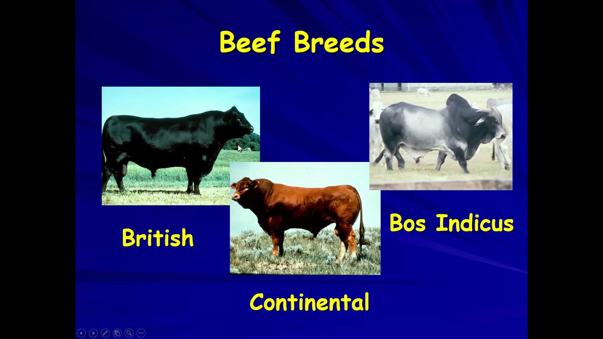 Beef Unit - Breeds of Cattle